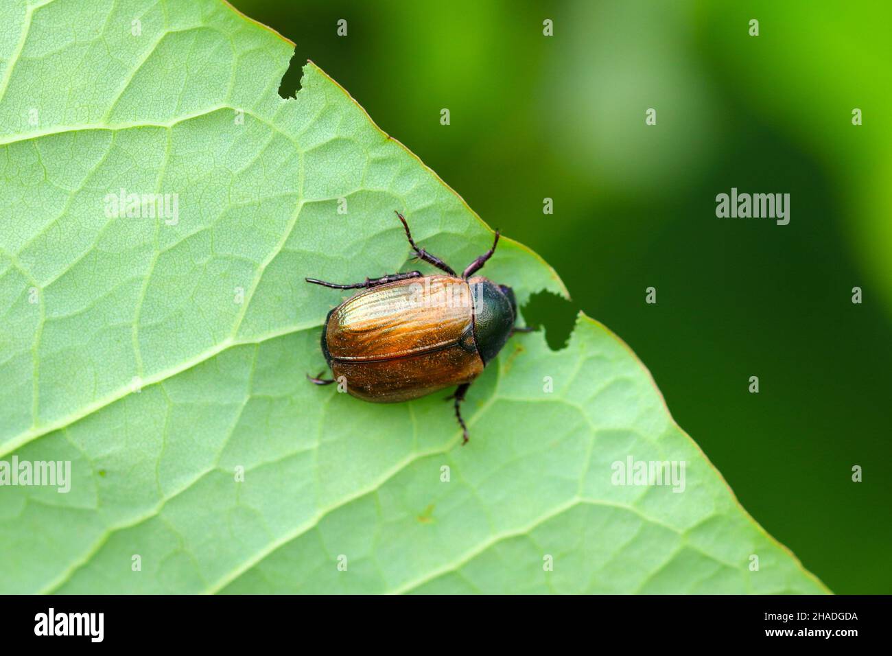 Chafer beetle larvae hi-res stock photography and images - Alamy
