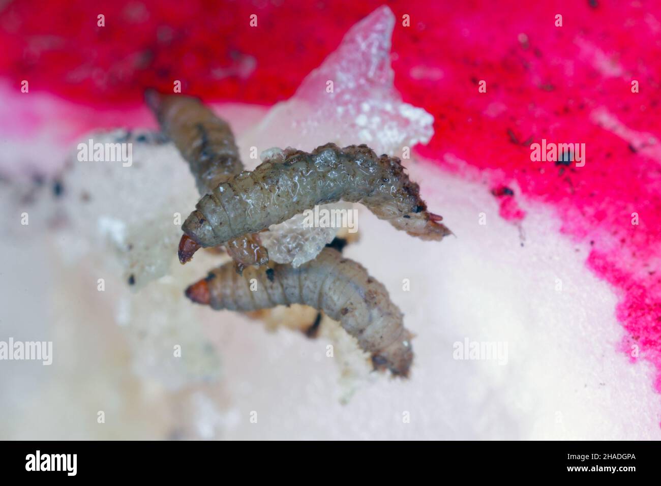 Radish damaged by maggots of Bibionidae called March flies and lovebugs ...