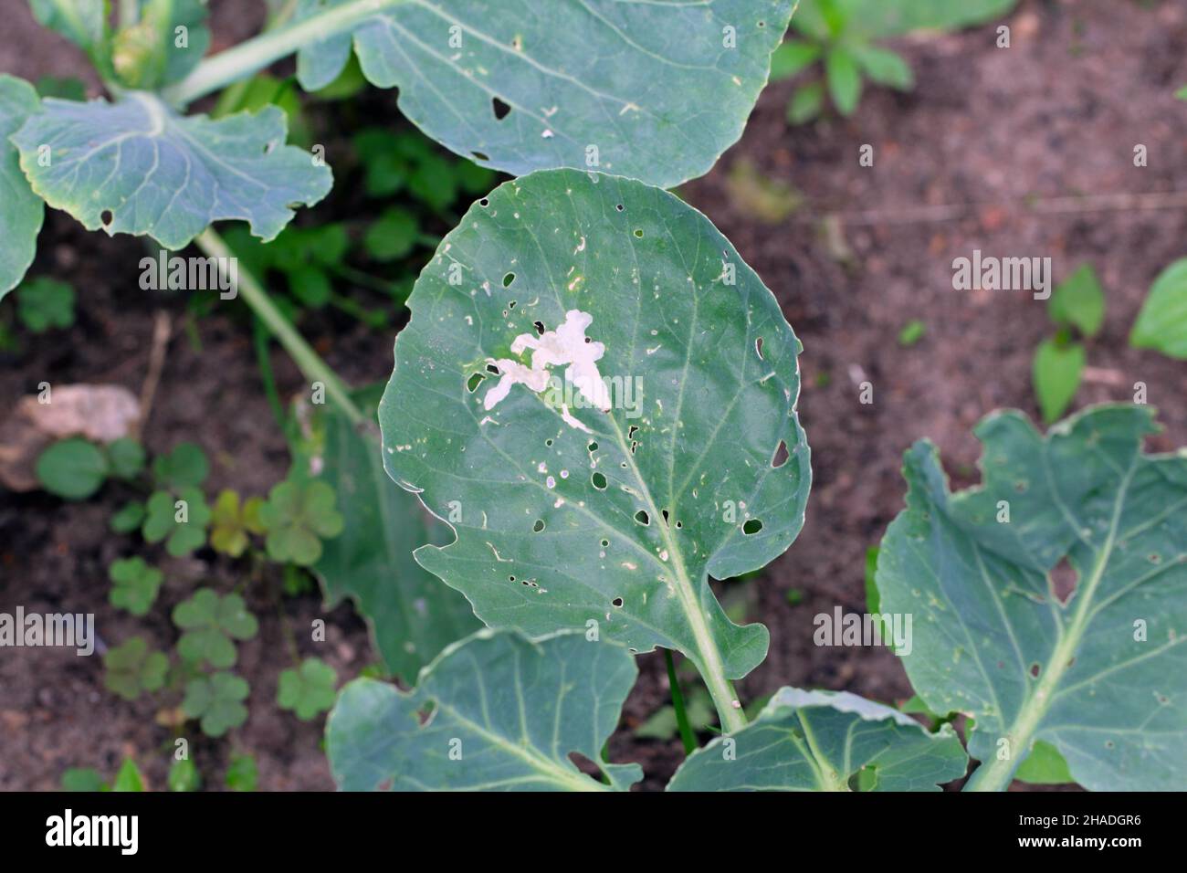 Cabbage leaves damaged by plant pests. This is a big problem in gardens ...