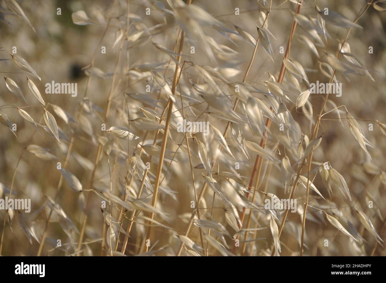 Dry Yellow Grass In Autumn Field. Croatia Nature Fall Landscape ...