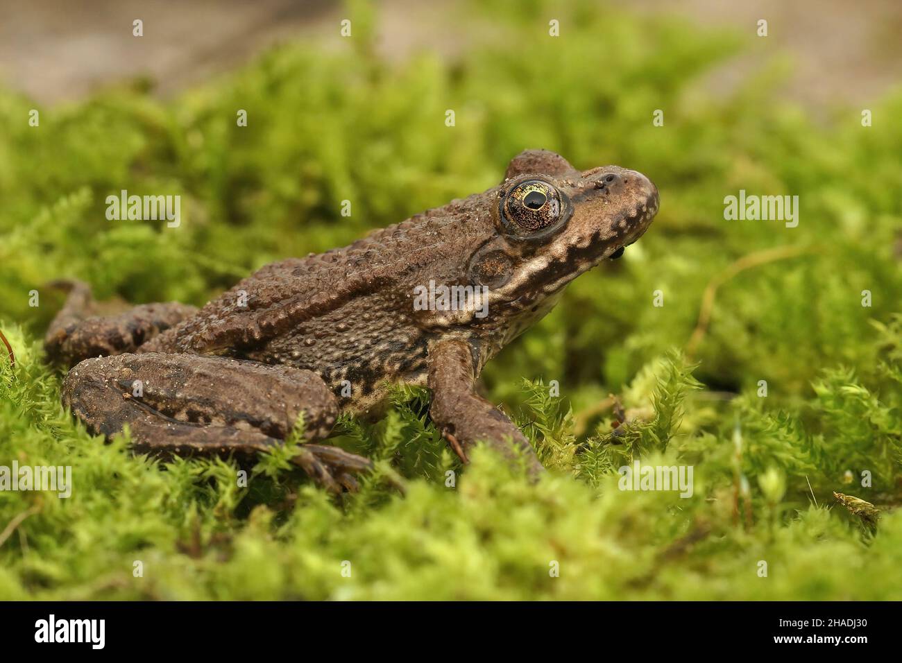 Europese meerkikker hi-res stock photography and images - Alamy