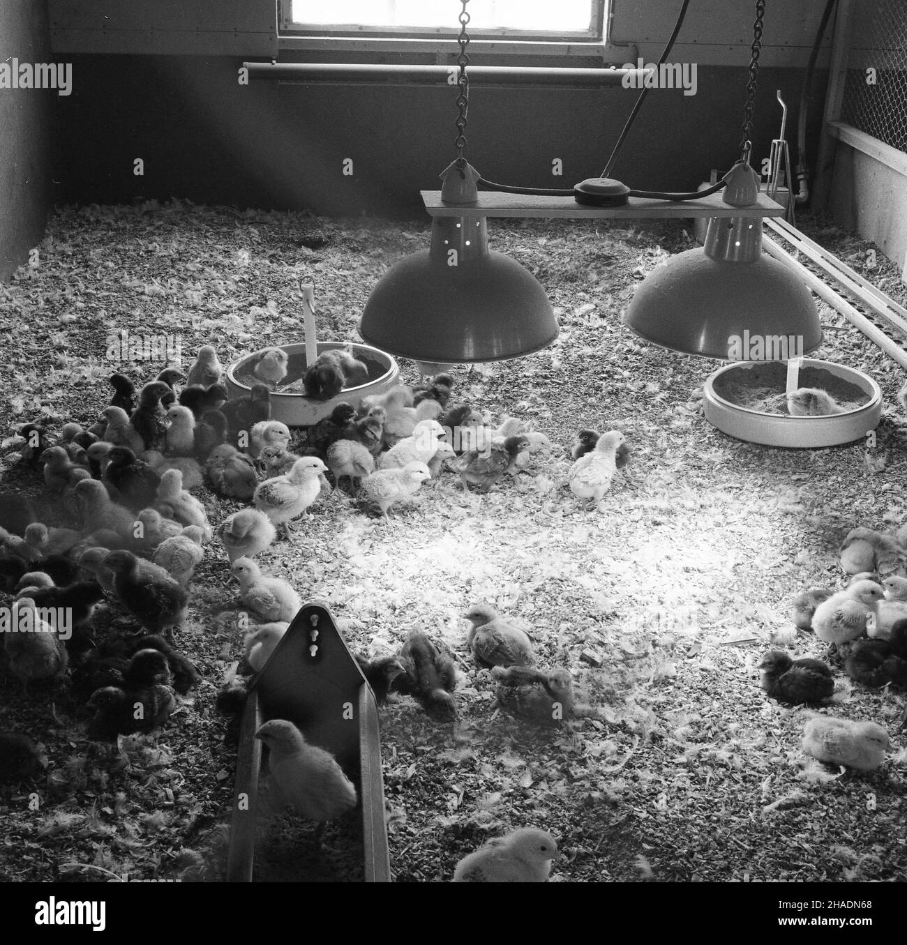 Chicks farm uk Black and White Stock Photos & Images - Alamy