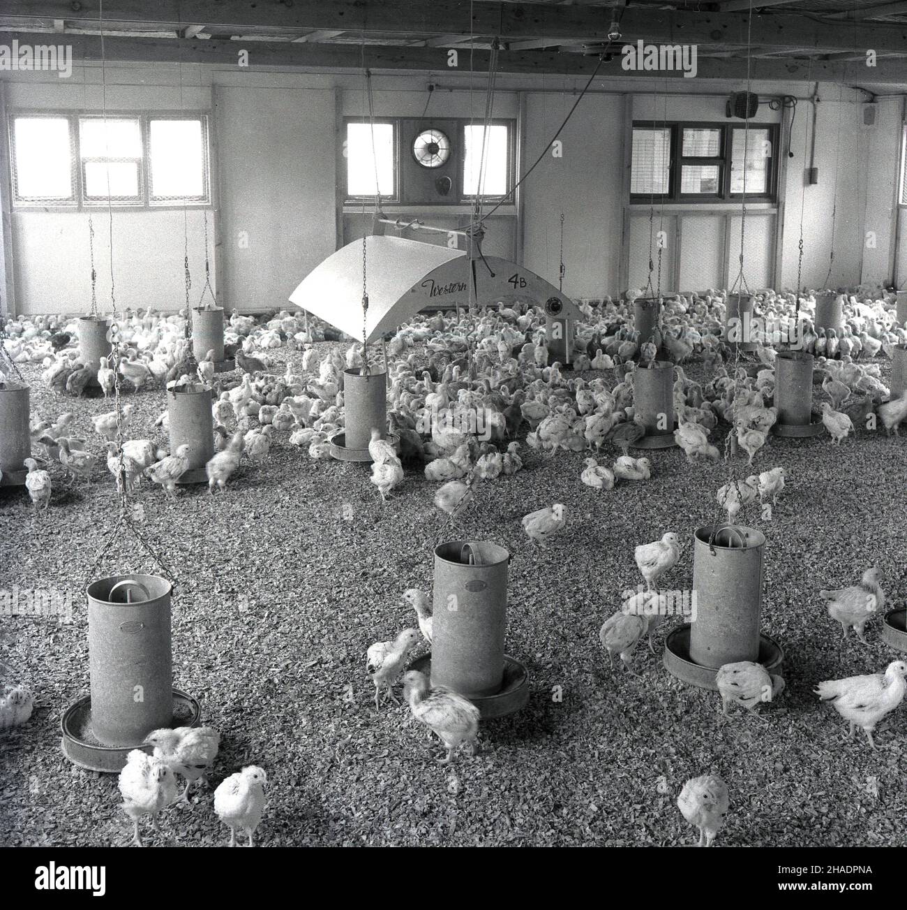 1950s, historical, large brood of pullets or young hens inside a light ...