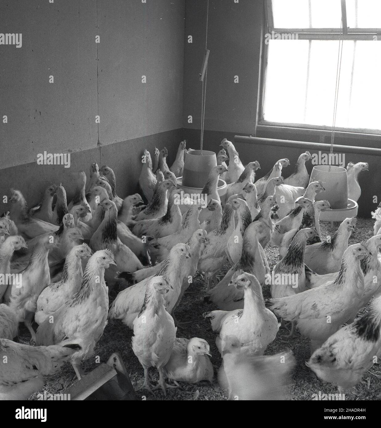 1950s, historical, a brood of hens indoors on a poultry farm, England ...