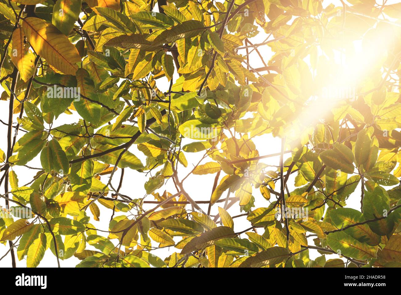 Background leaves Green Solar Green with golden yellow sun Stock Photo ...