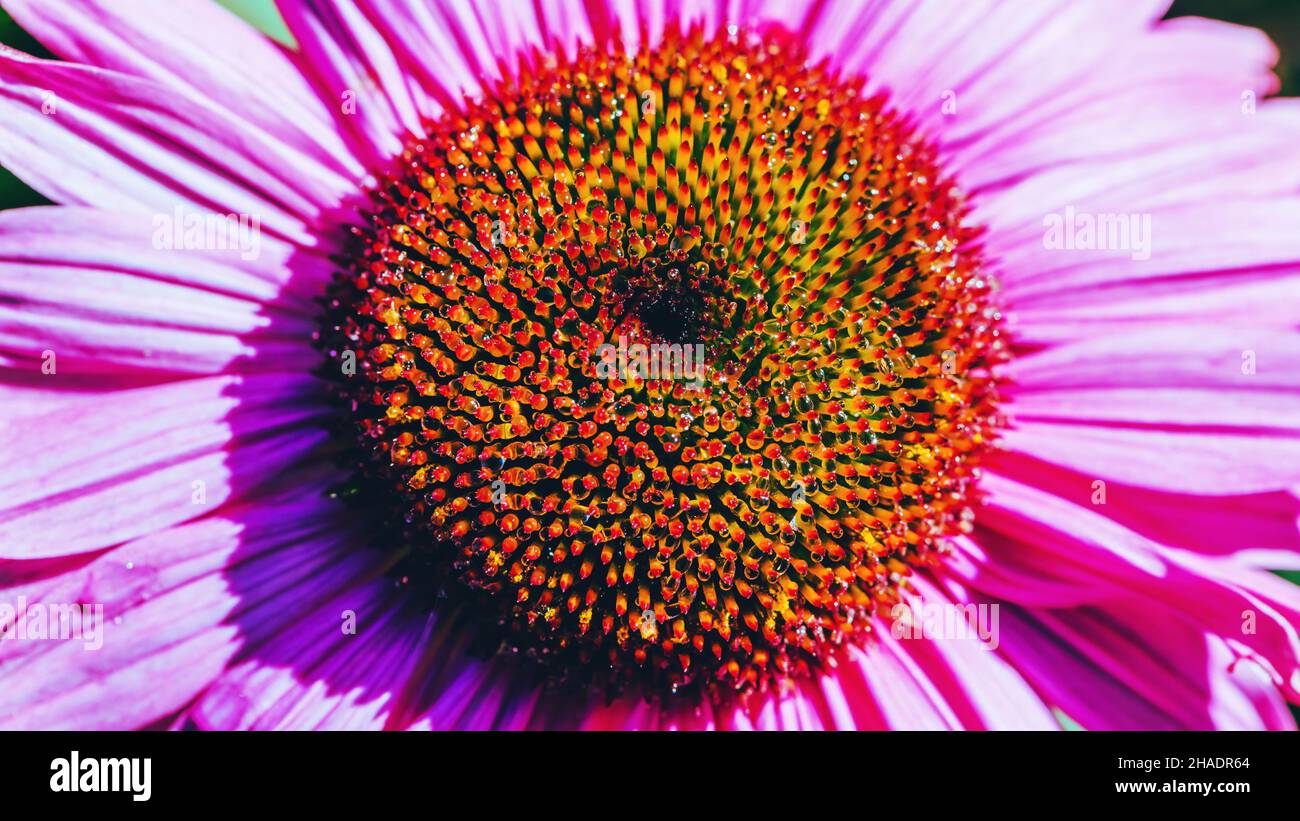 background nature Flower Osteospermum. purple flowers. have dew on ...