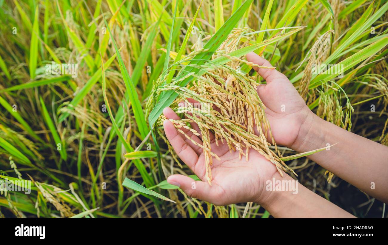 background handle Catch the rice yellow gold. During the harvest season ...