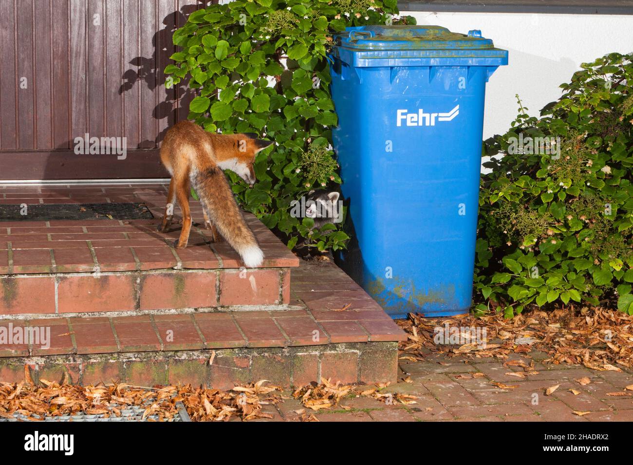 European Red Fox, (Vulpes vulpes), and Raccoon, (Procyon lotor ...