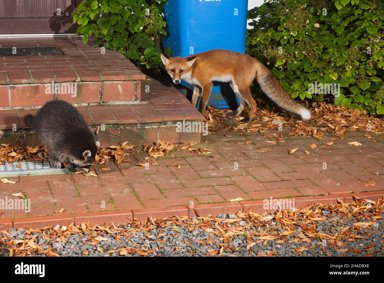 Fox Mixed With Raccoon