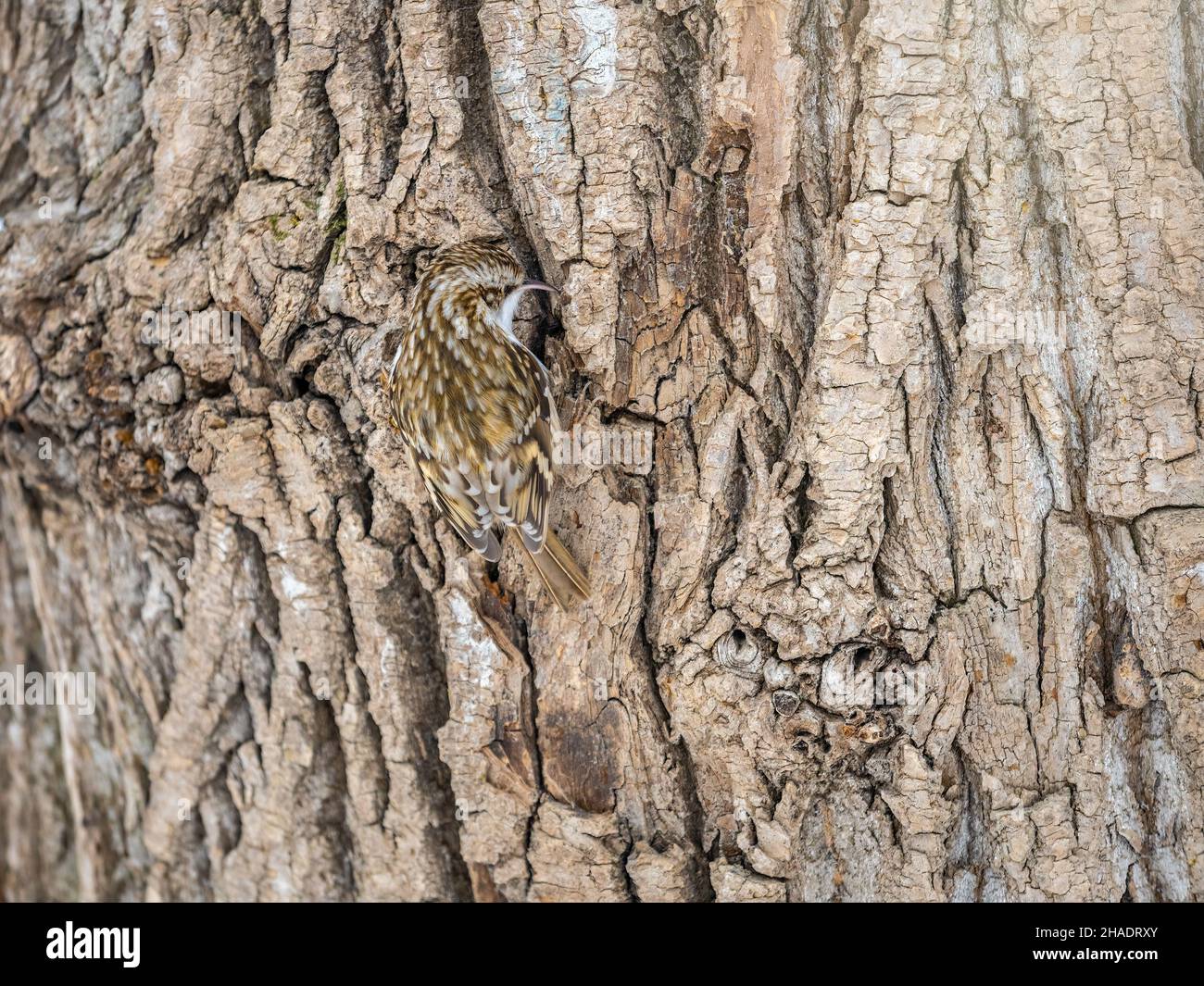 Little bird Eurasian treecreeper crawling on a tree. Cute interesting ...