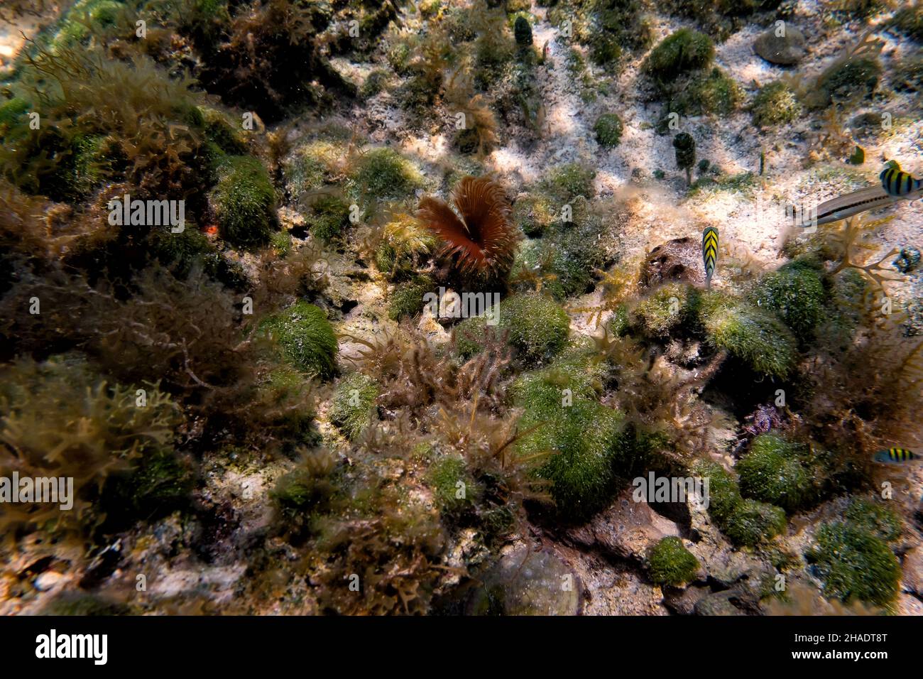 underwater shot of the sea bed of the shore on a caribbean island Stock ...