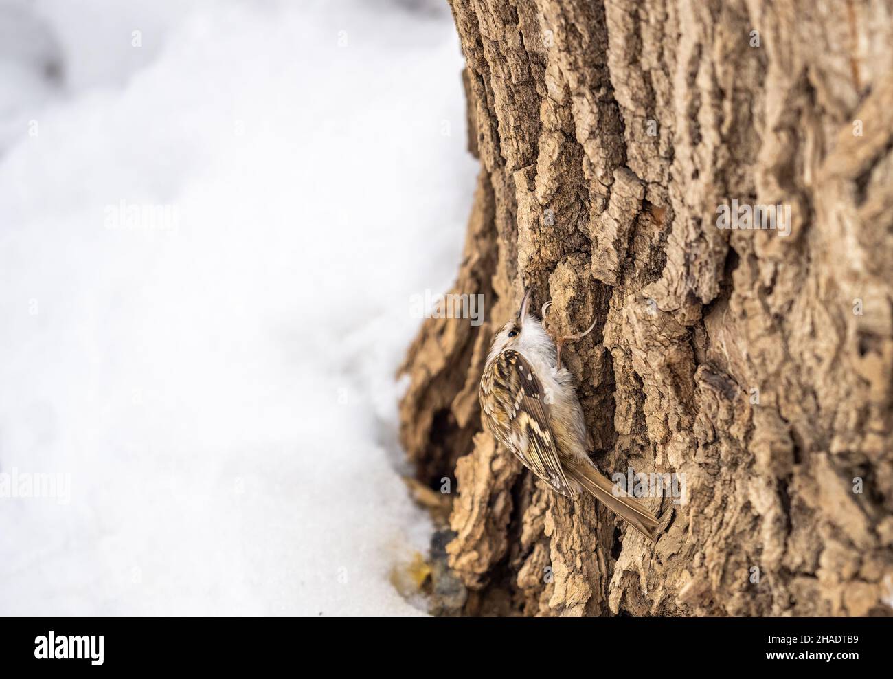Little bird Eurasian treecreeper crawling on a tree. Cute interesting ...