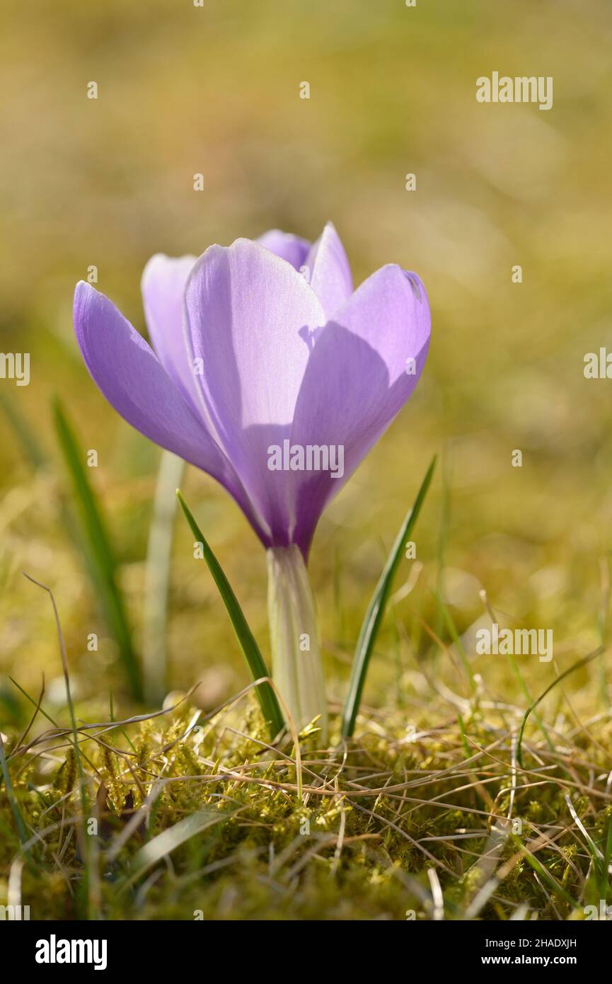 Crocus bloom / Crocus vernus hyb Stock Photo - Alamy