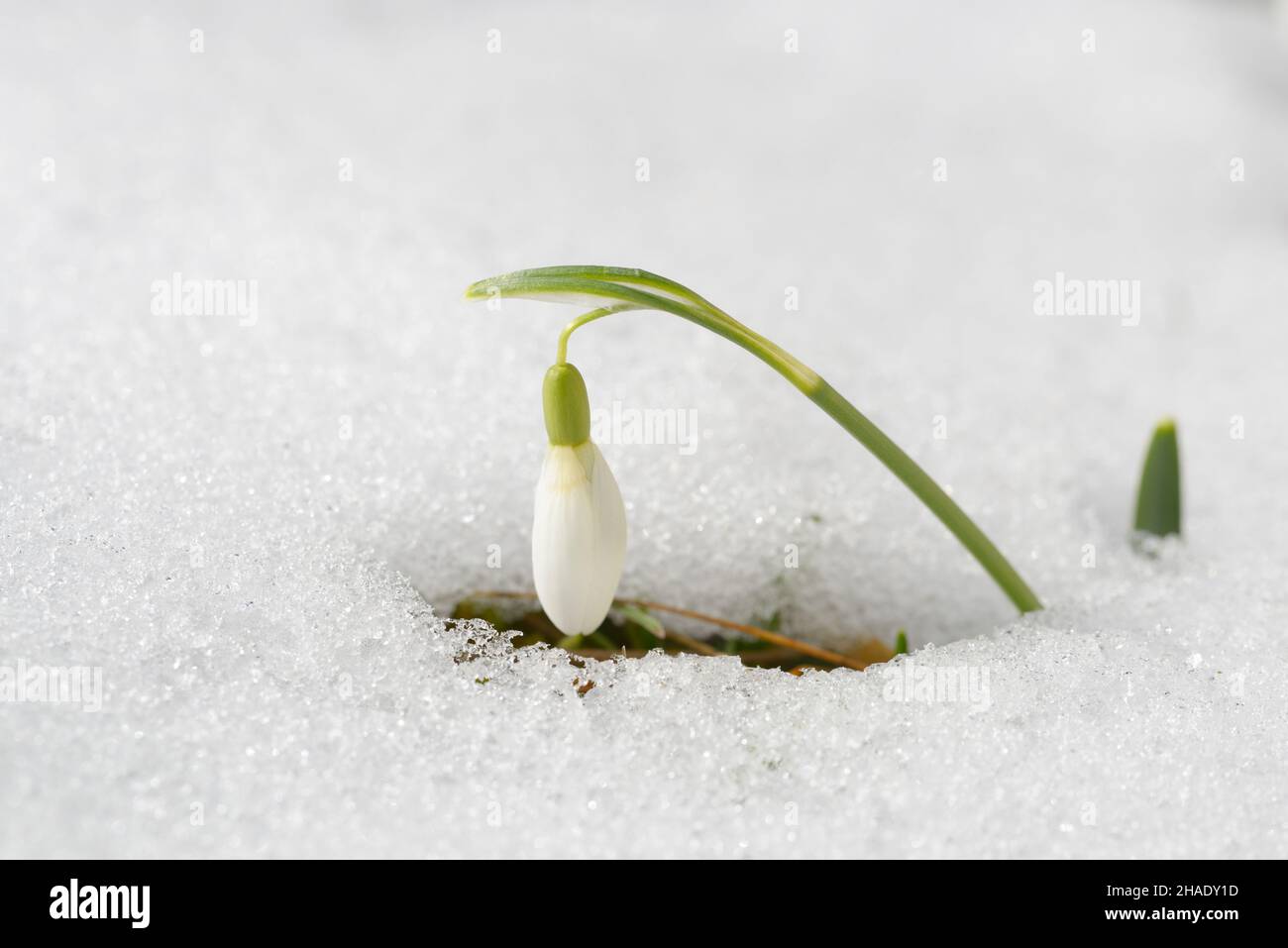 Galanthus nivalis snow hi-res stock photography and images - Alamy