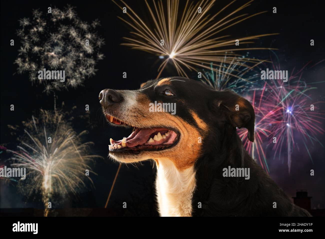 Can Dogs Sense Fireworks