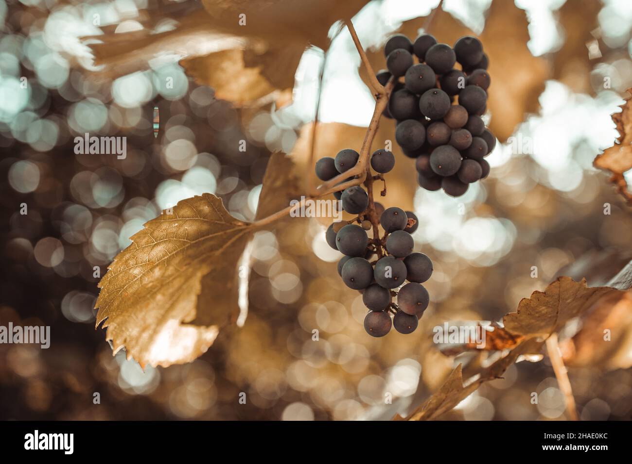 Sweet and tasty blue grapes on a vine on a farm in a village,grape ...