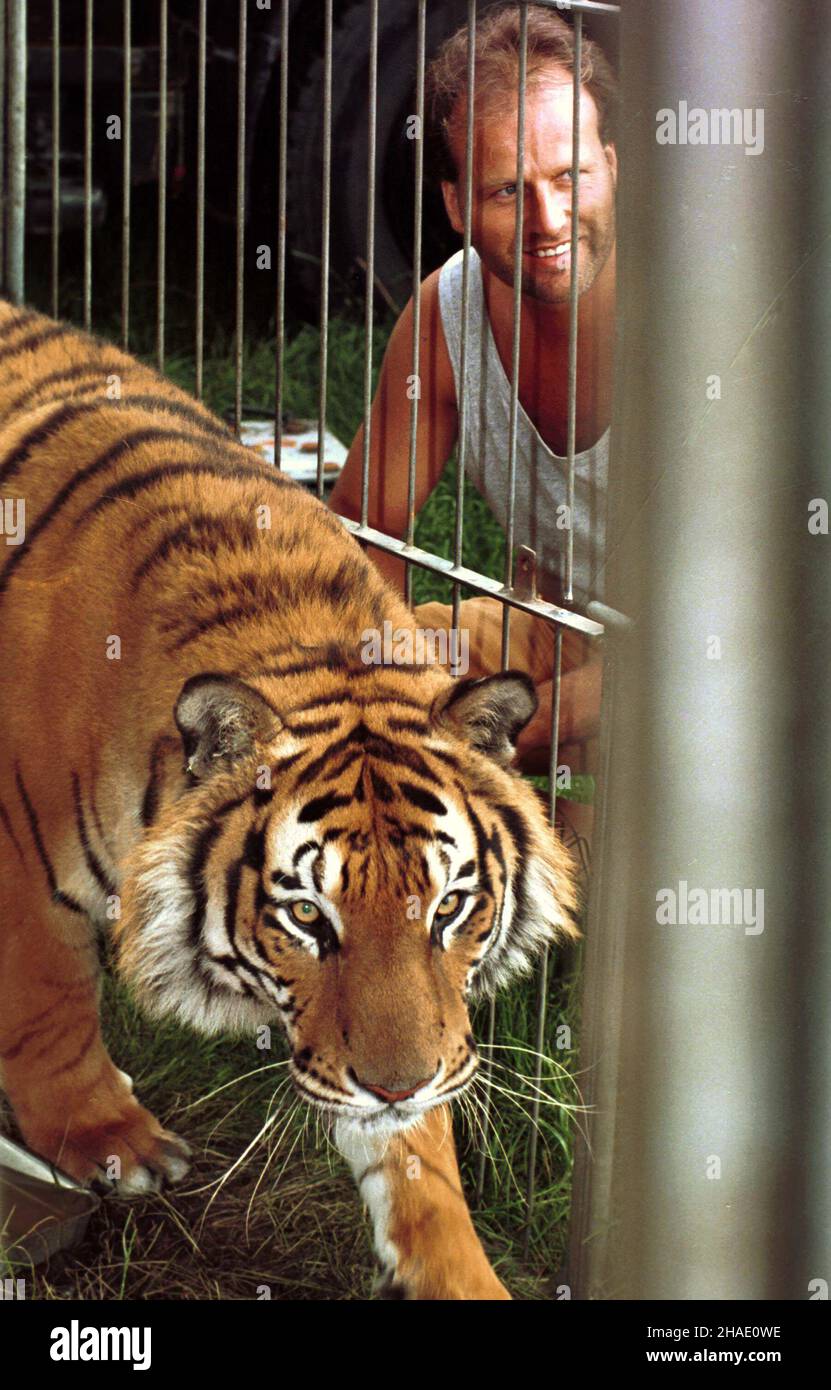 Warszawa, 06.06.1995. Zwierzêta z cyrku "Althoff". Nz. tygrys. (kru ...