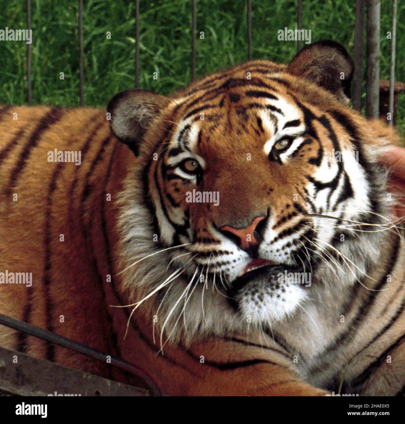 Warszawa, 06.06.1995. Zwierzêta z cyrku "Althoff". Nz. tygrys. (kru ...