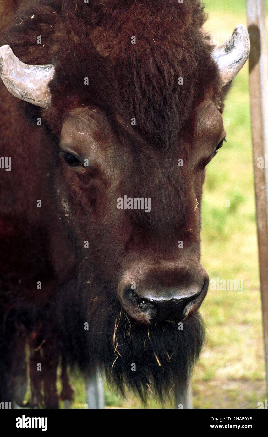 Warszawa, 06.06.1995. Zwierzêta z cyrku "Althoff". Nz. ¿ubr. (kru) PAP ...