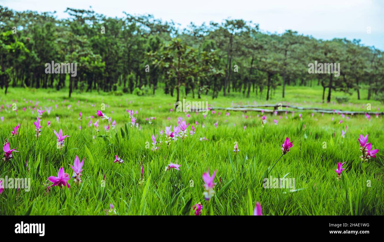 Beautiful Curcuma sessilis pink flowers bloom in the rain forest, at Pa ...