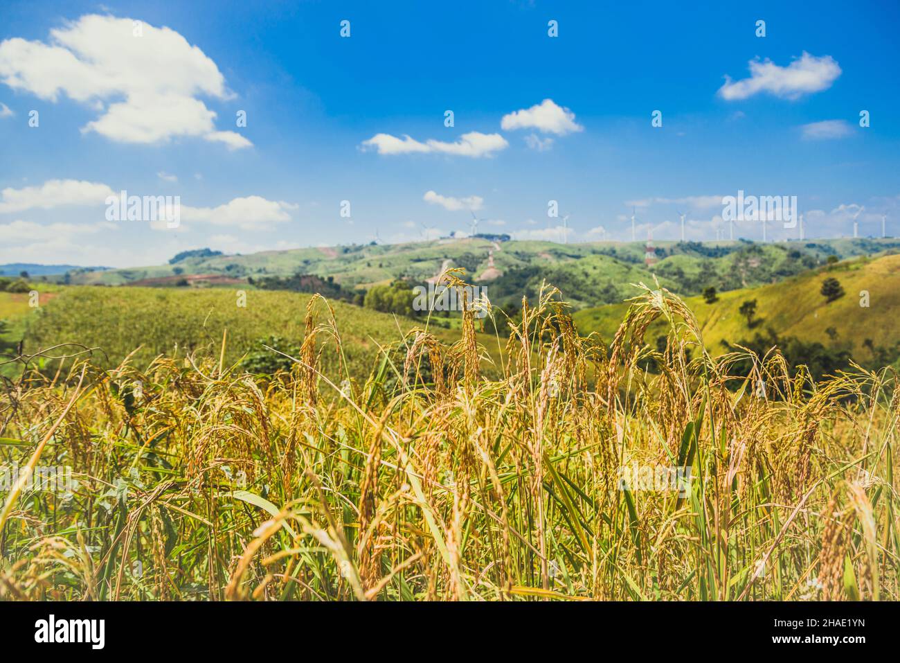 Close up of golden rice in rice field, Ripe rice field and sky ...