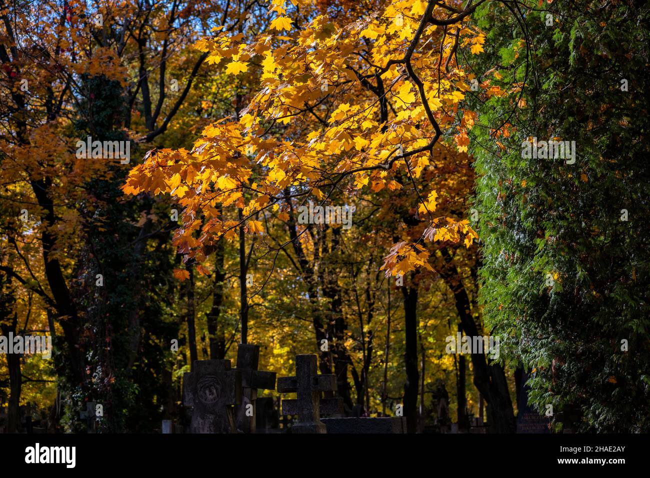 Autumn foliage at sunset in a cemetery Stock Photo - Alamy
