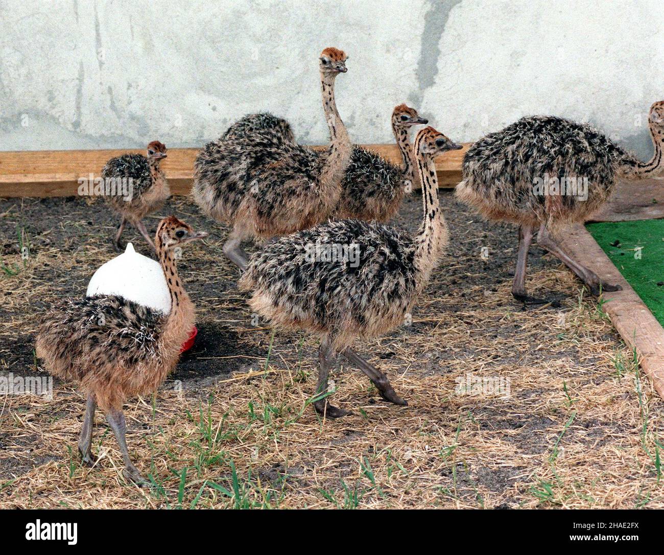 Strus hi-res stock photography and images - Alamy
