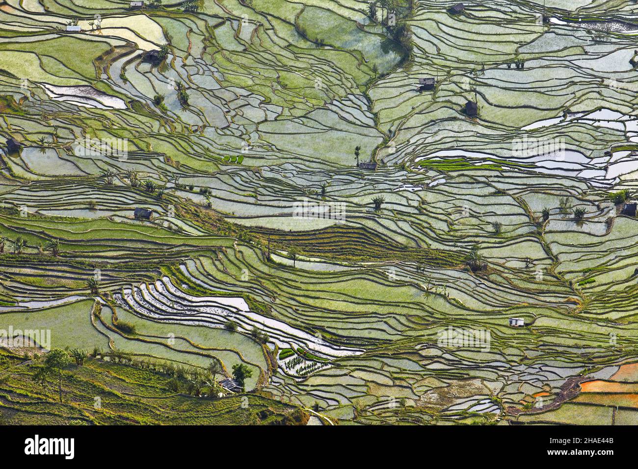 China ,Yunnan, Yuanyang. Beautiful abstract pattern of terraces filled ...