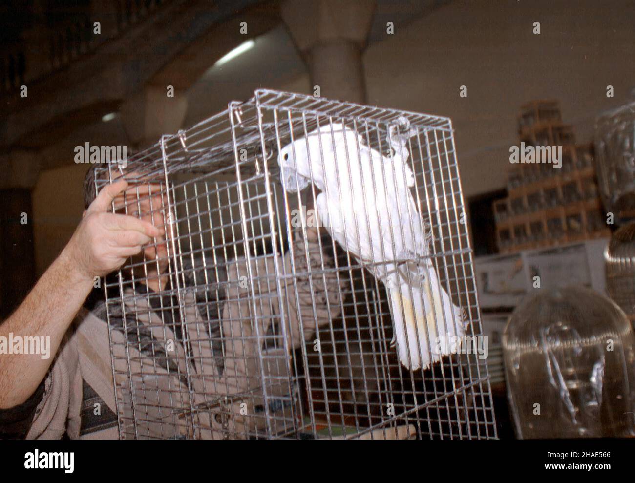 Warszawa, 02.12.1995. Wystawa ptaków œpiewaj¹cych. N/z papuga. (kru ...