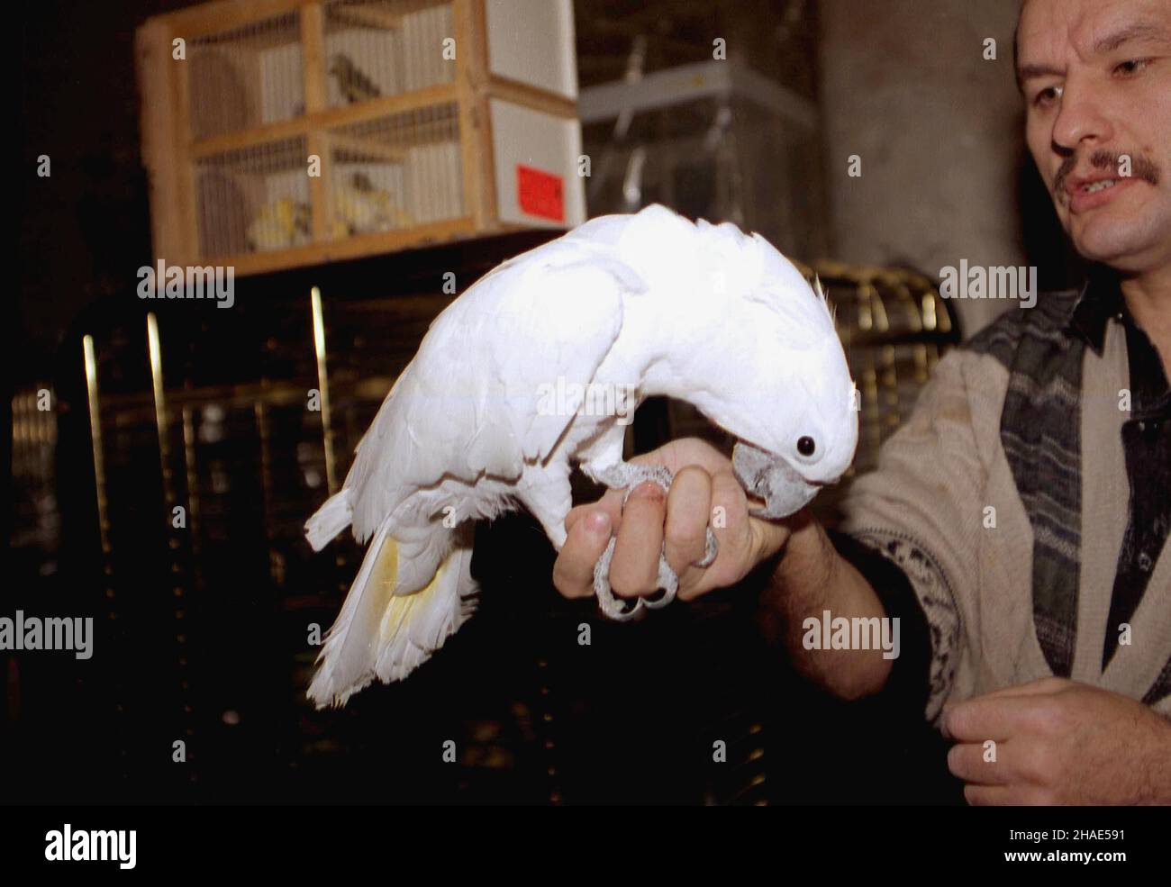 Warszawa, 02.12.1995. Wystawa ptaków œpiewaj¹cych. N/z papuga. (kru ...