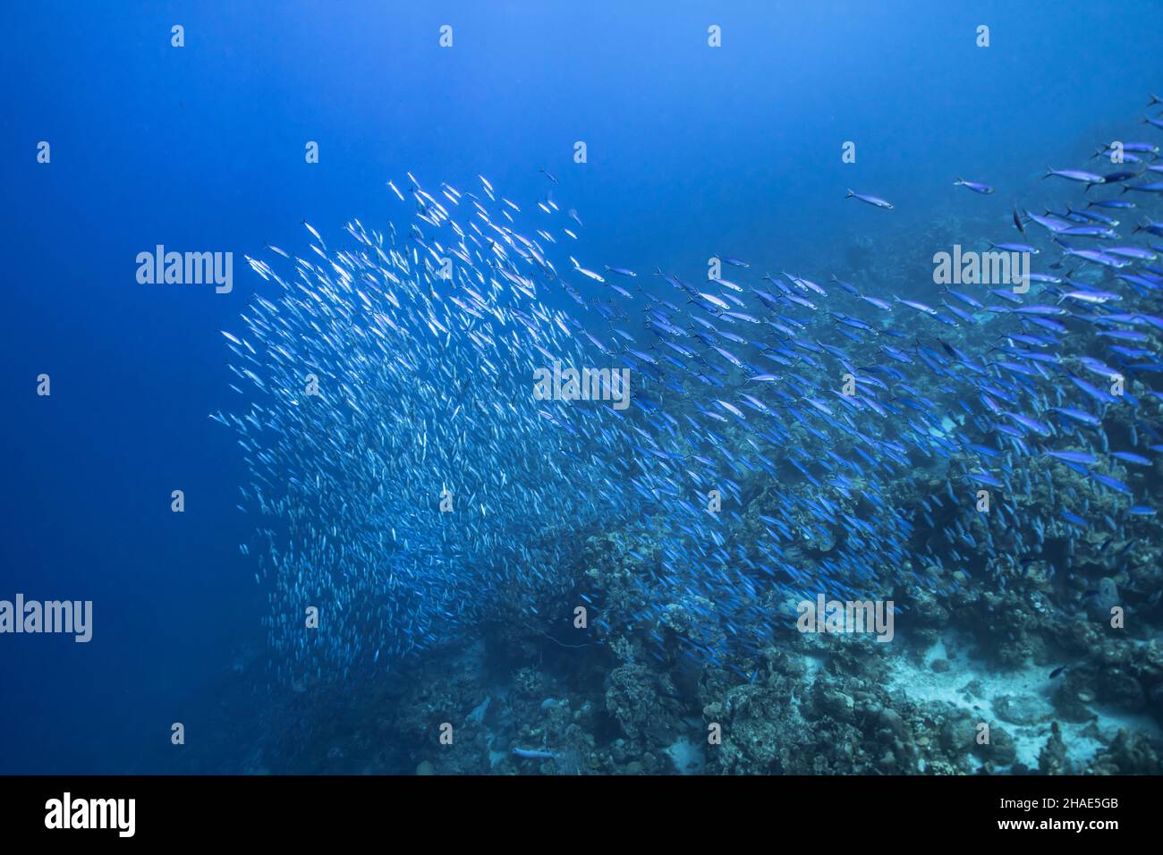 Seascape with School of Fish, Boga fish in the coral reef of the ...