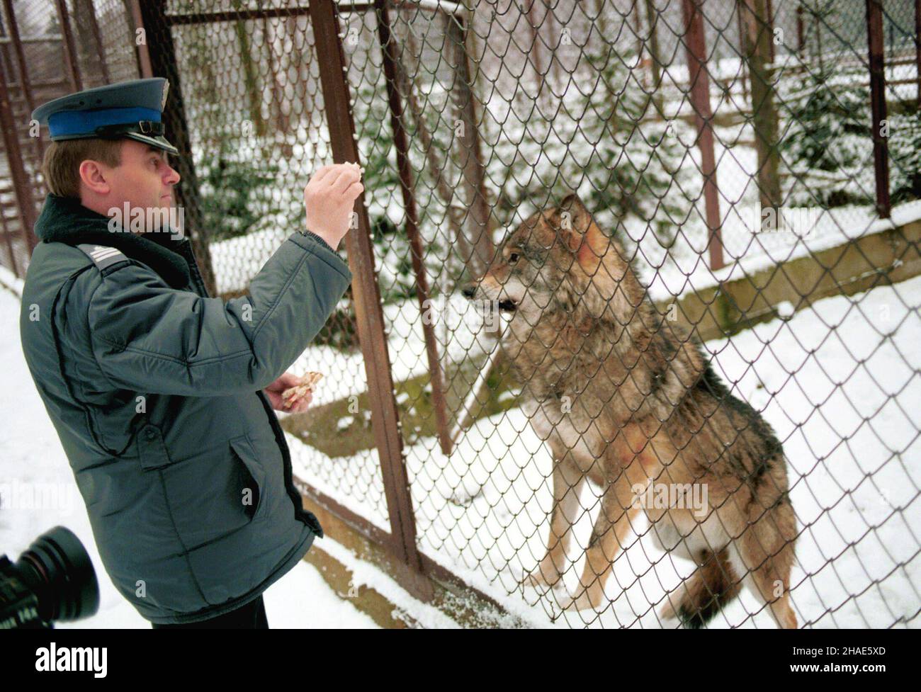 Hajnówka, 13.12.1995. Nadkomisarz Stanis³aw Pawlik i wilk Kazan, który ...