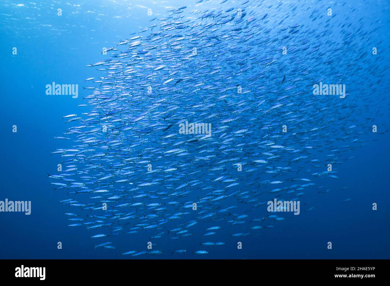 Seascape with School of Fish, Boga fish in the coral reef of the ...