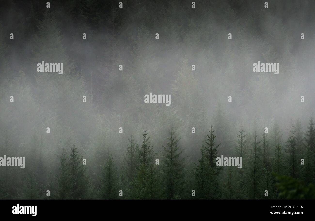 Mist settling on trees to give an ethereal, otherworldly effect Stock ...