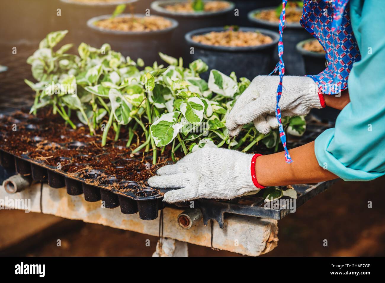 Growing plants of seedlings agriculture worker female in garden flowers ...