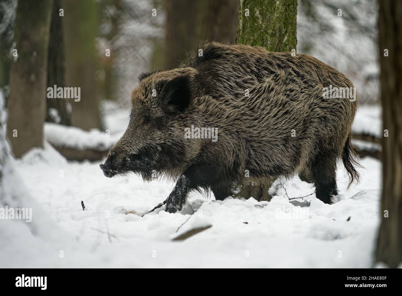 Eurasian Wild Boar - Sus scrofa also wild swine, common wild pig ...