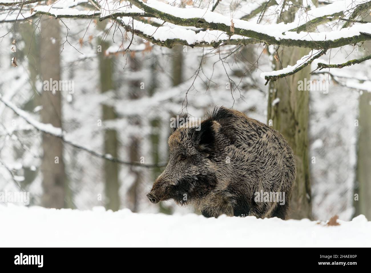 Eurasian Wild Boar - Sus scrofa also wild swine, common wild pig ...