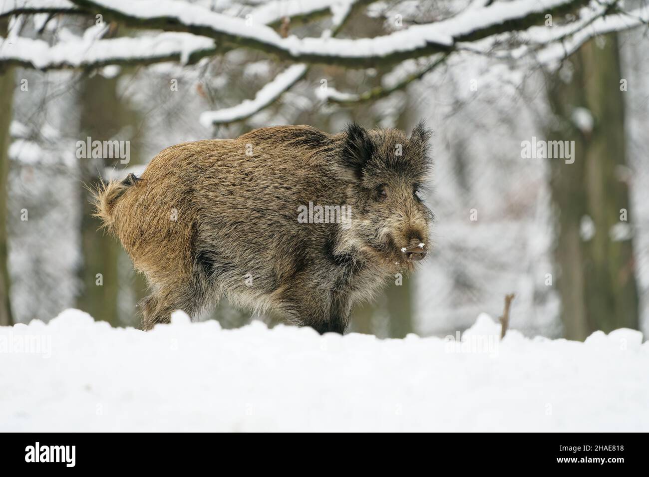 Native pig of africa hi-res stock photography and images - Alamy