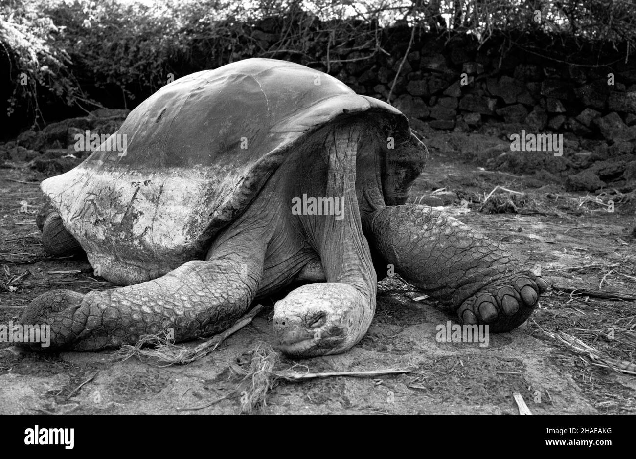 Species of reptile Black and White Stock Photos & Images - Alamy