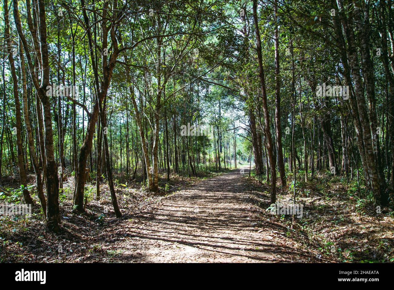 Landscape natural Walking trail in the forest. Nature Education ...