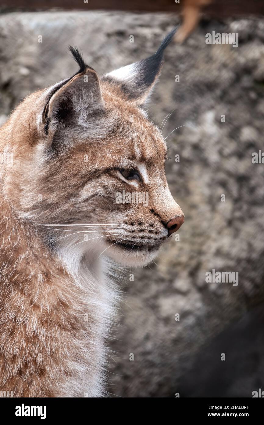 Portrait of The Eurasian lynx close-up. The Eurasian lynx, lat. Lynx ...