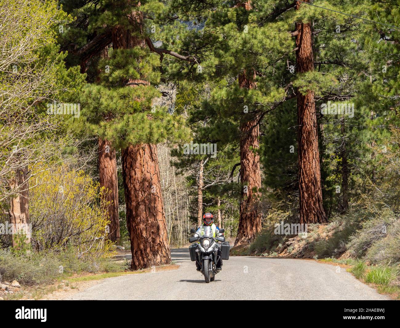 Motorcycle touring through giant redwoods on the Tioga Pass in ...