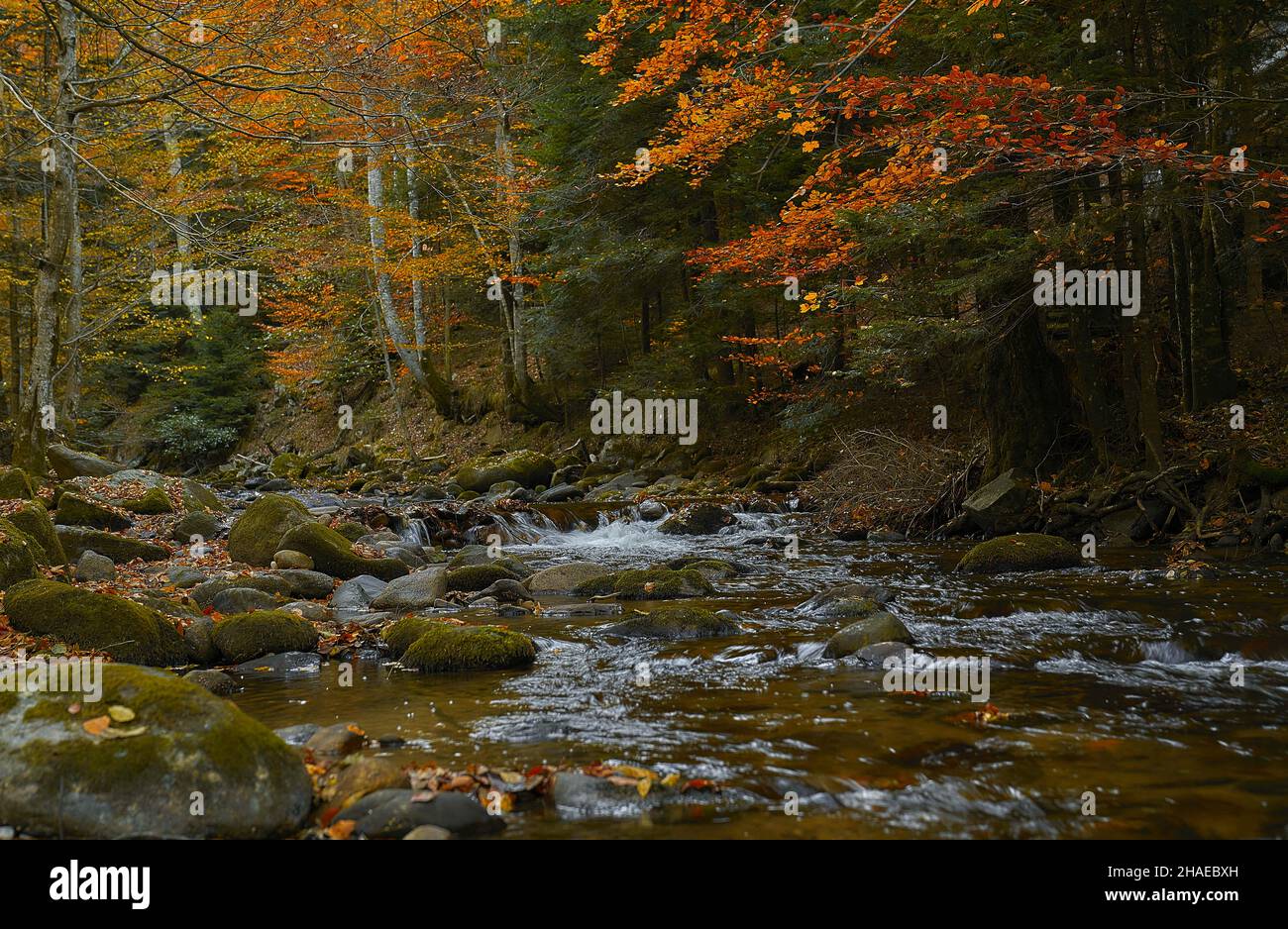 A beautiful scene of a autumn forest stream with autumn trees with roc ...
