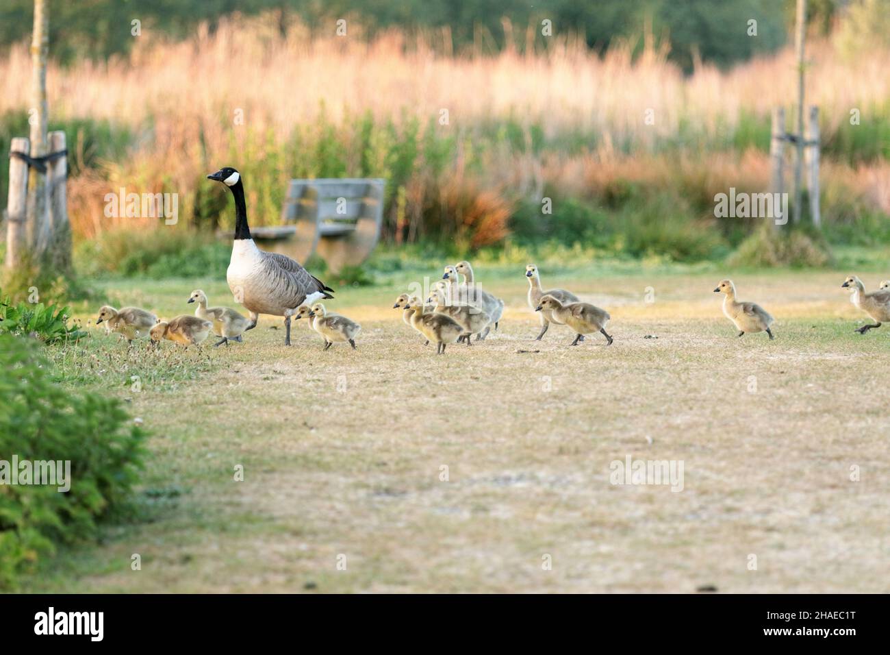 A Canada goose with its chicks crossing a path Stock Photo - Alamy
