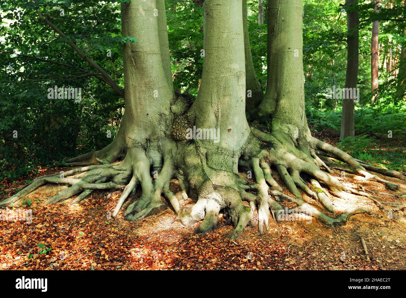 Woven roots hi-res stock photography and images - Alamy