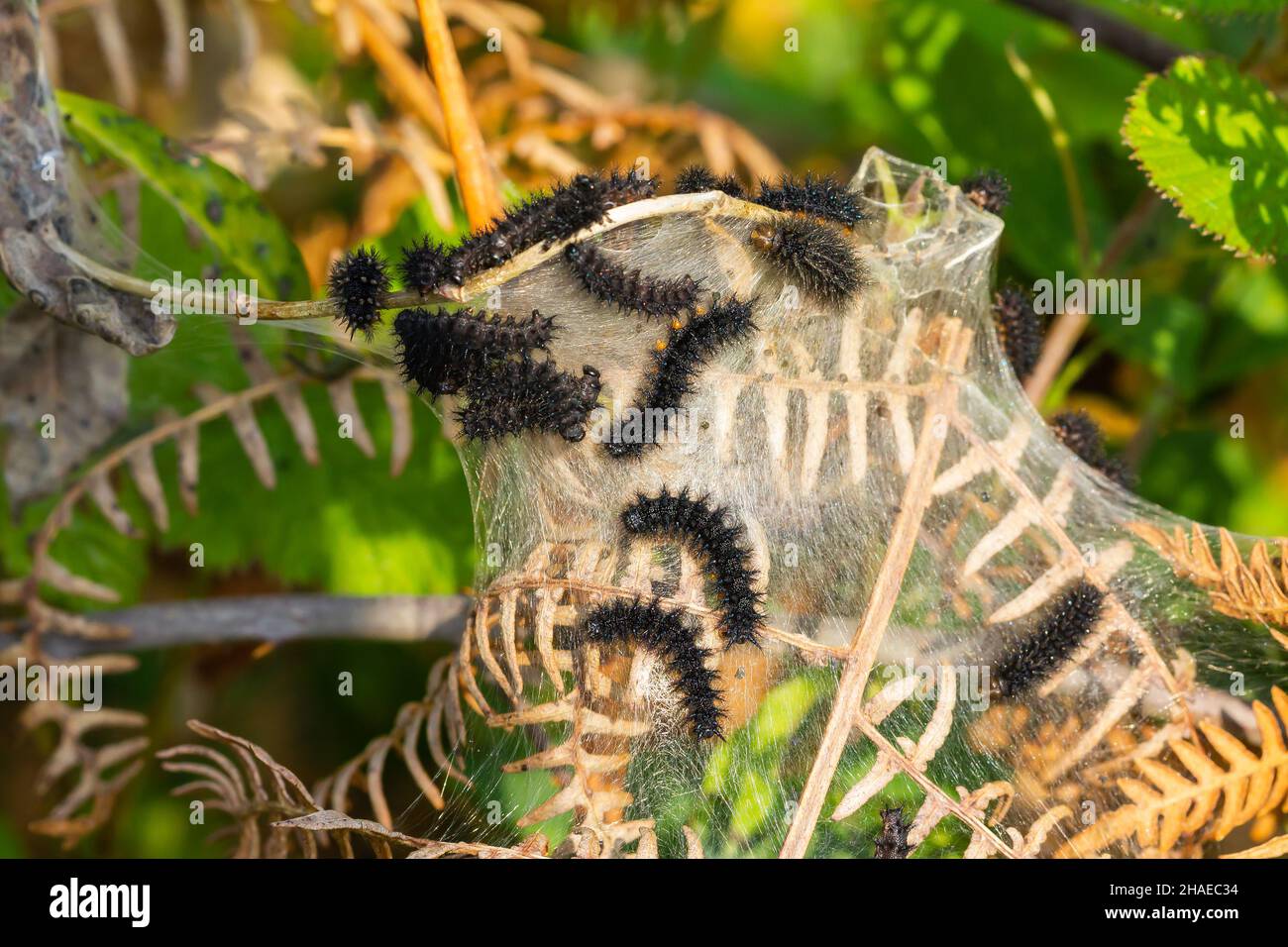 Larva caterpillar cactus flower hi-res stock photography and images - Alamy