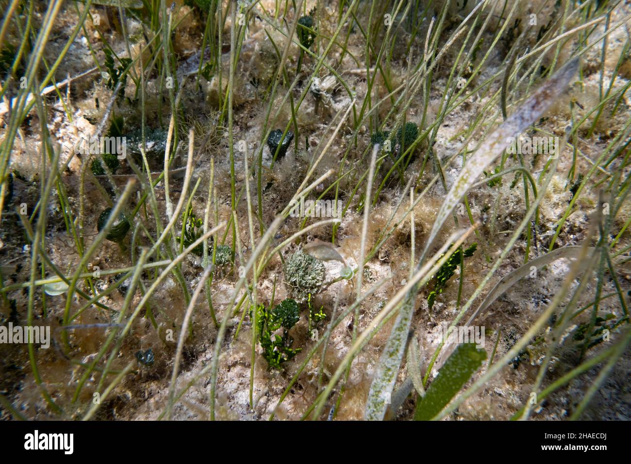 Underwater shells ocean floor hi-res stock photography and images - Alamy