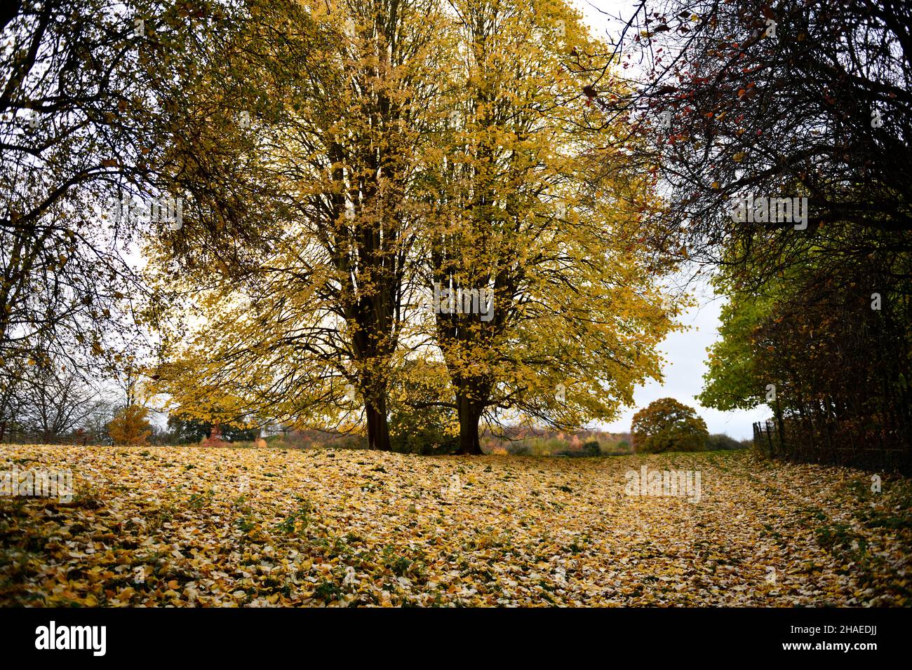 Trees with Autumn Colours Stock Photo - Alamy