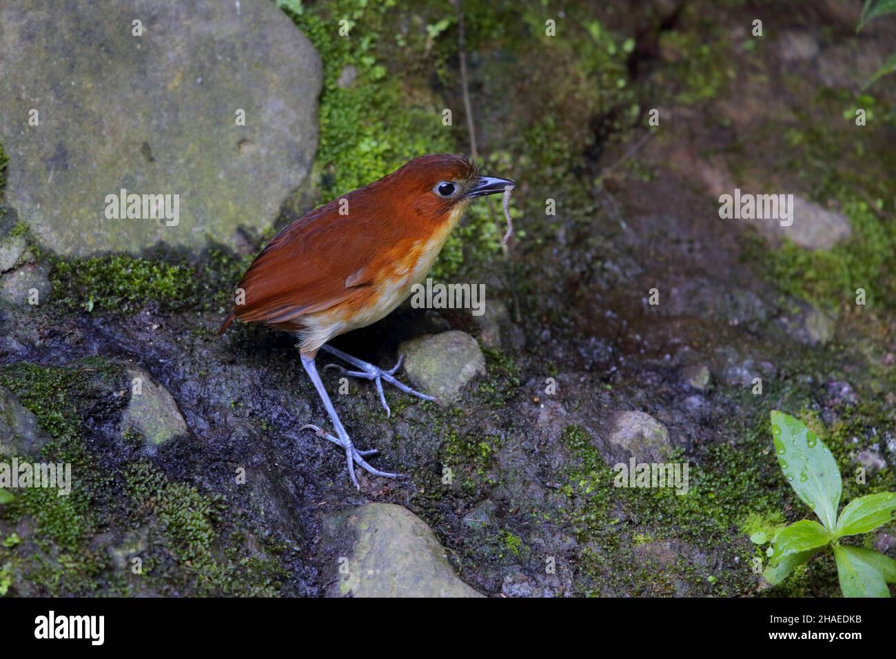 Yellow-breasted antpitta (Grallaria flavotincta Stock Photo - Alamy