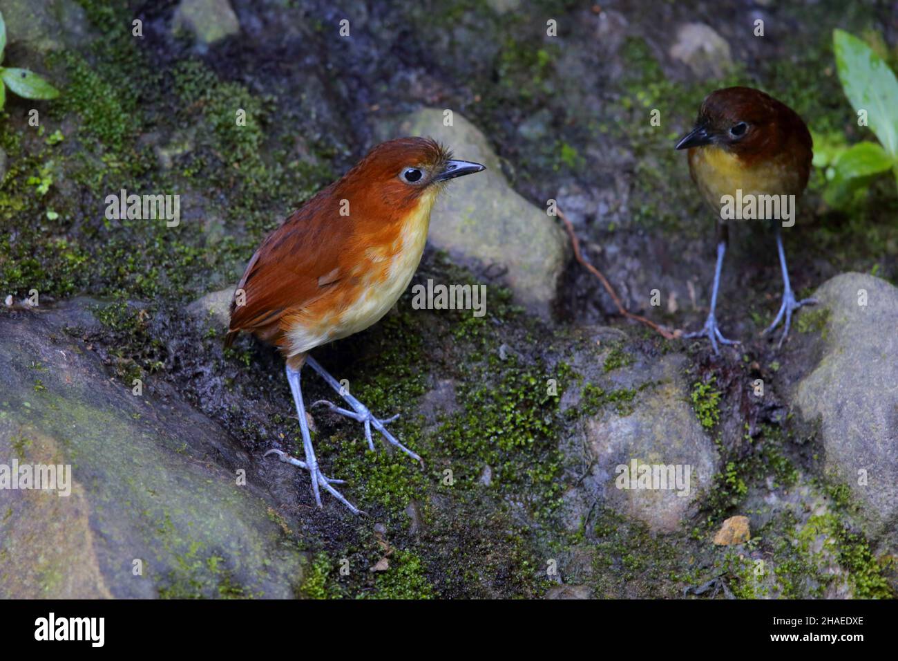 Yellow-breasted antpitta (Grallaria flavotincta Stock Photo - Alamy